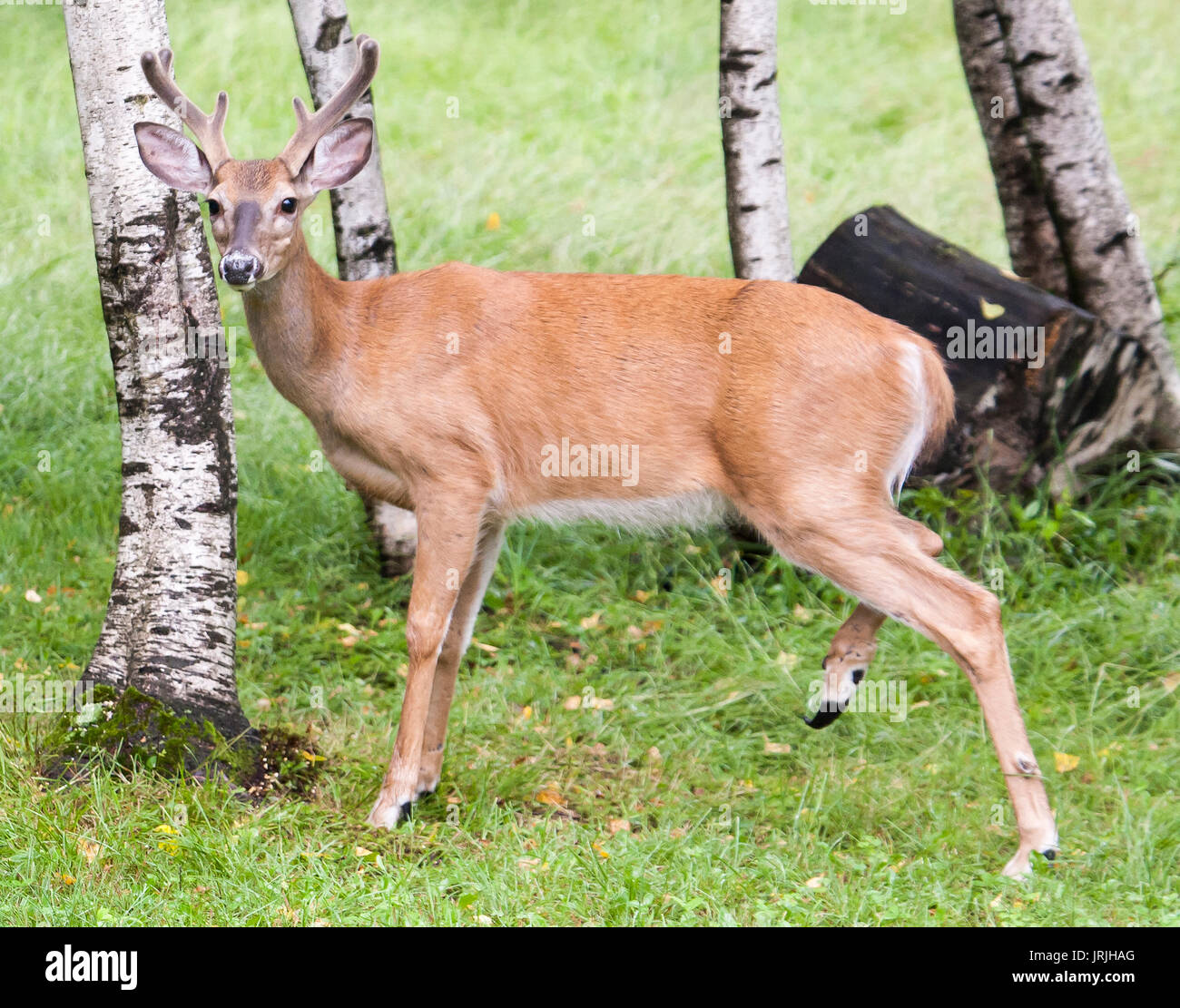 Whitetail deer buck field hi-res stock photography and images - Alamy