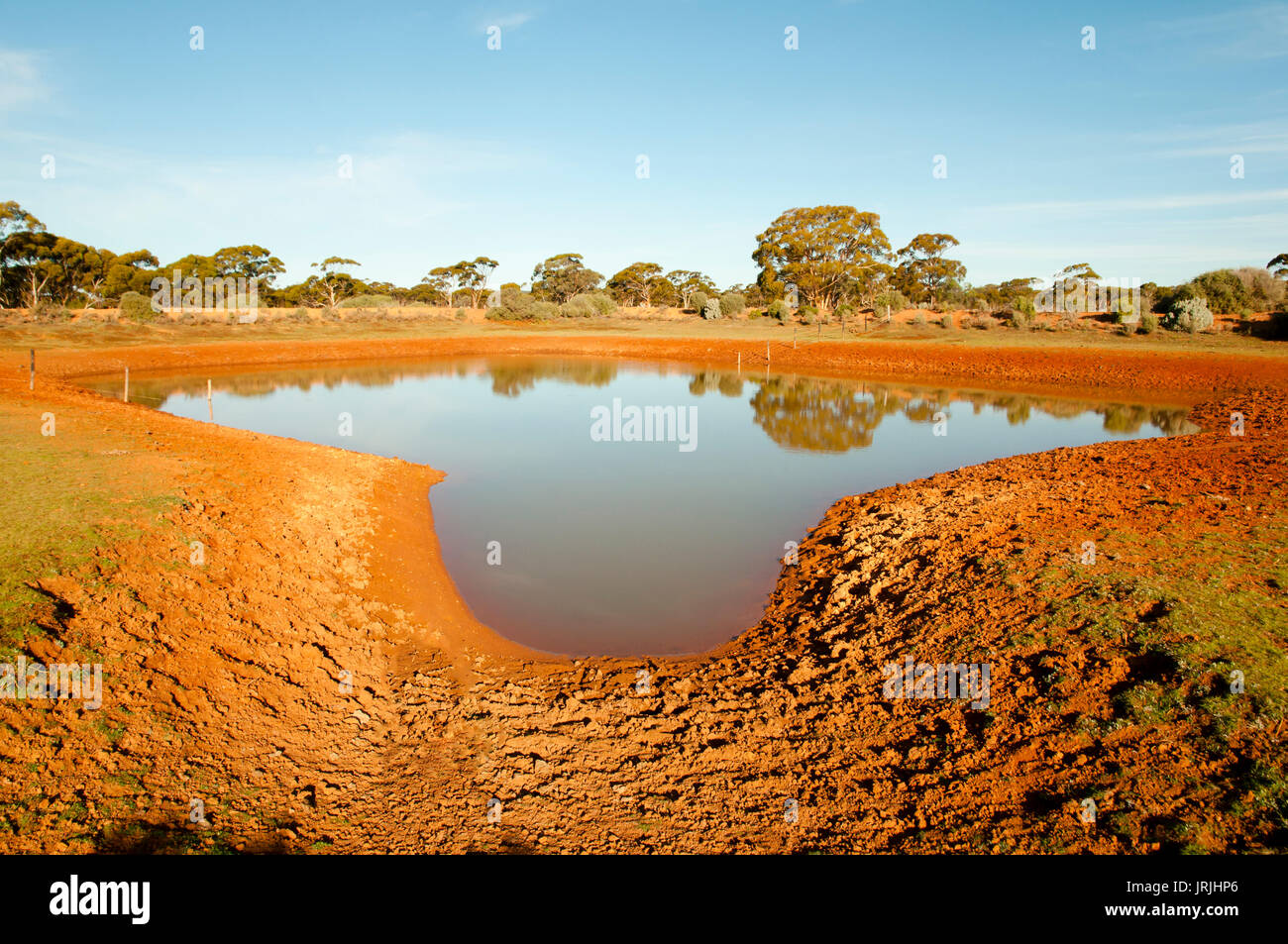 Cattle Waterhole in the Outback Stock Photo - Alamy