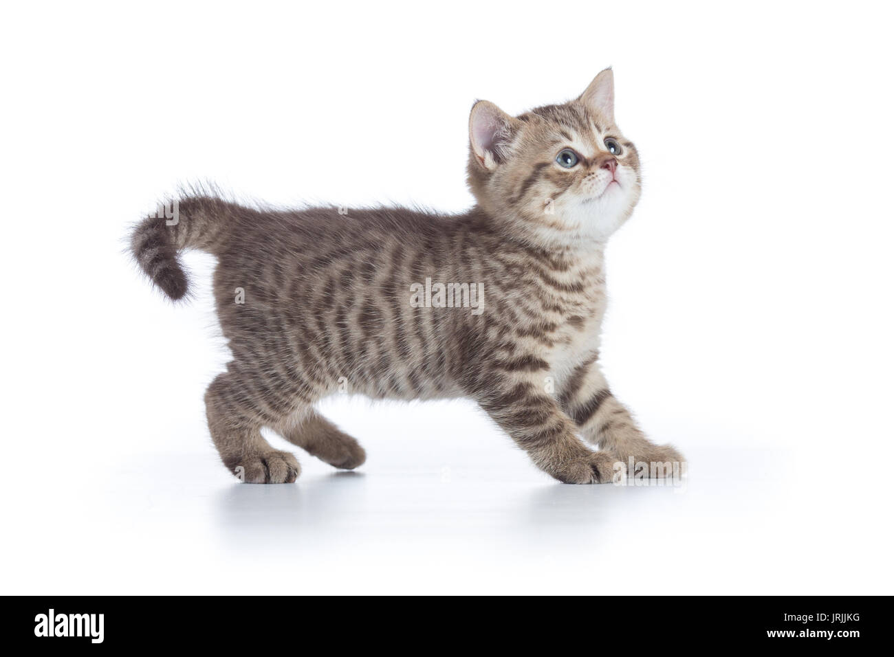 Young cat side view looking up isolated Stock Photo - Alamy