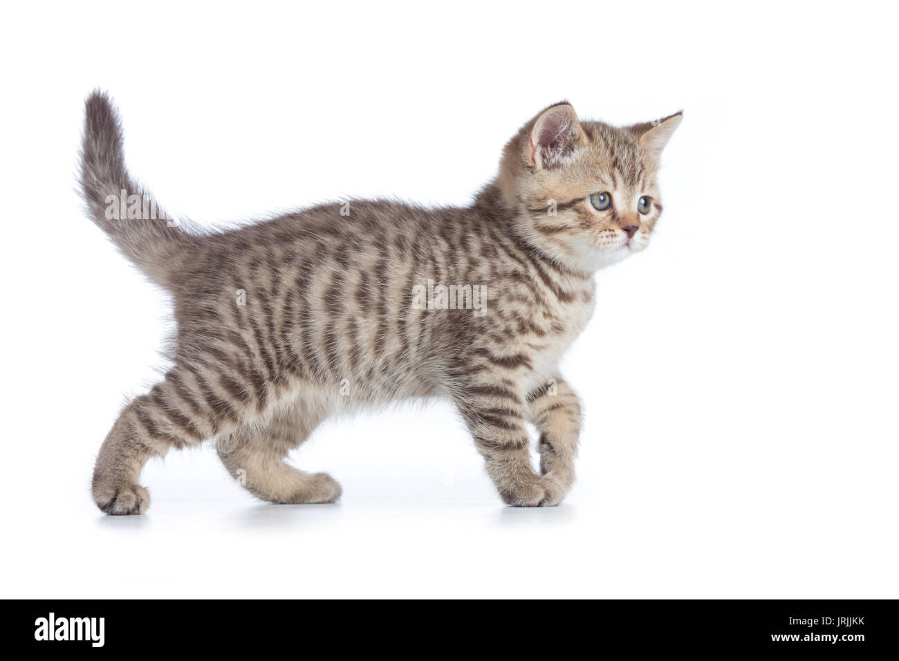 Young cat side view. Walking tabby kitten isolated Stock Photo - Alamy