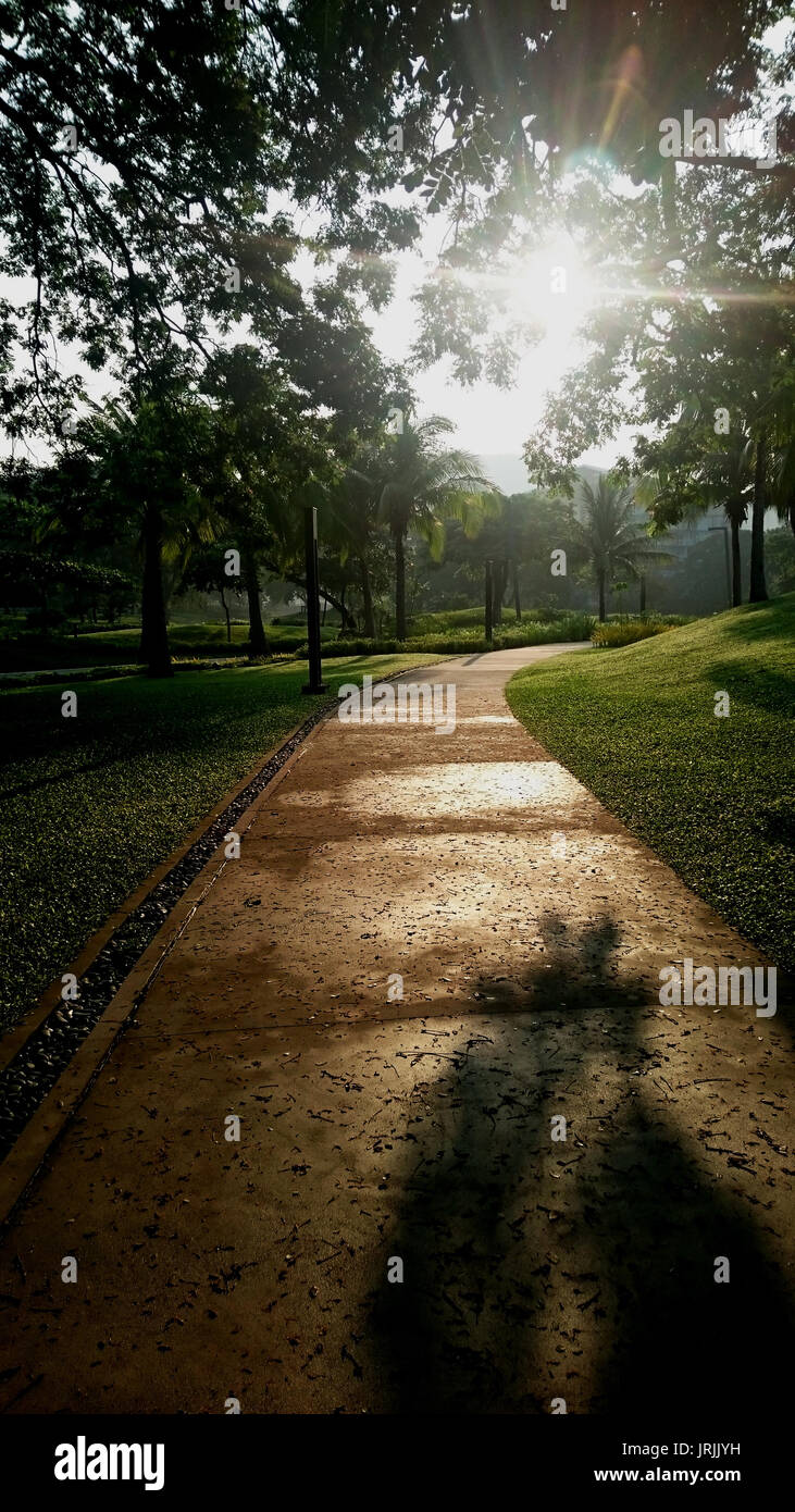 Sun shining through the leaves Stock Photo - Alamy