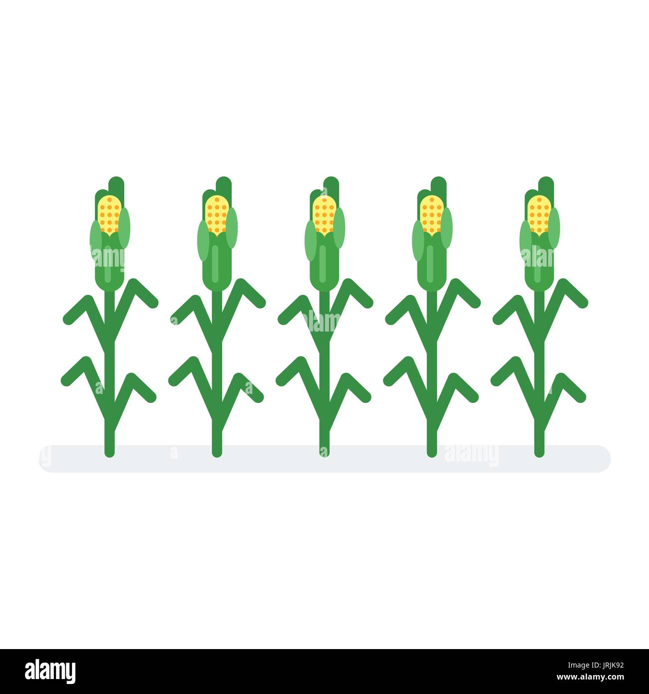 Corn stalk Stock Vector Images - Alamy