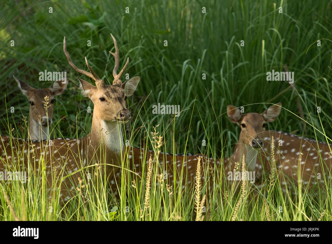 Spotted Dee or Cheetal, Axis axis, Cervidae, Rajaji National Park ...