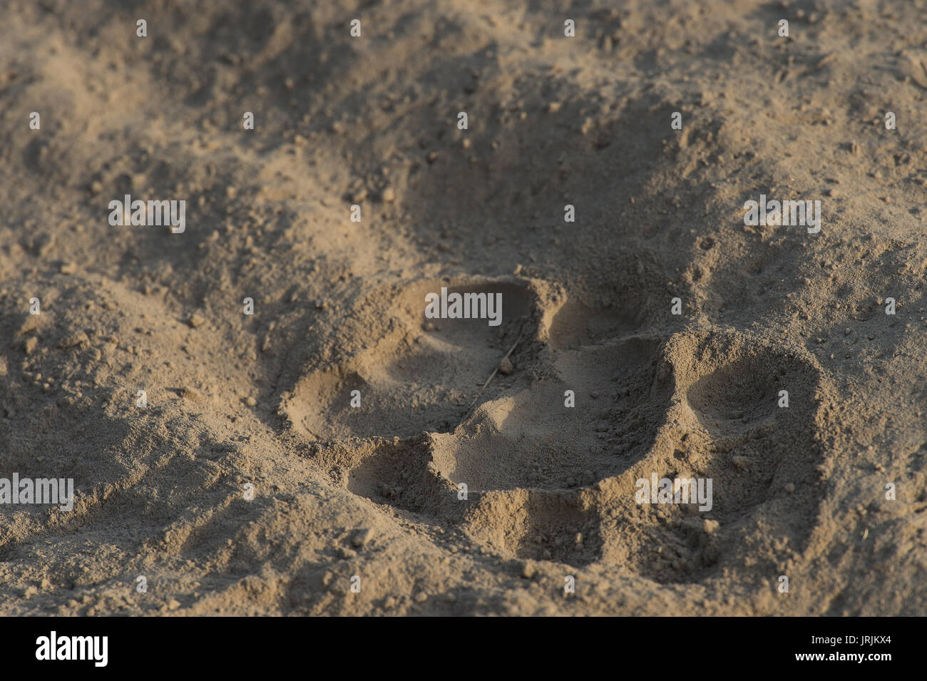 Tiger footprint hi-res stock photography and images - Alamy