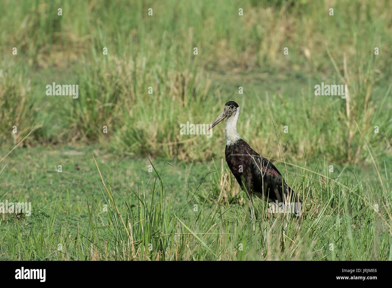 Indian stork bird hi-res stock photography and images - Alamy