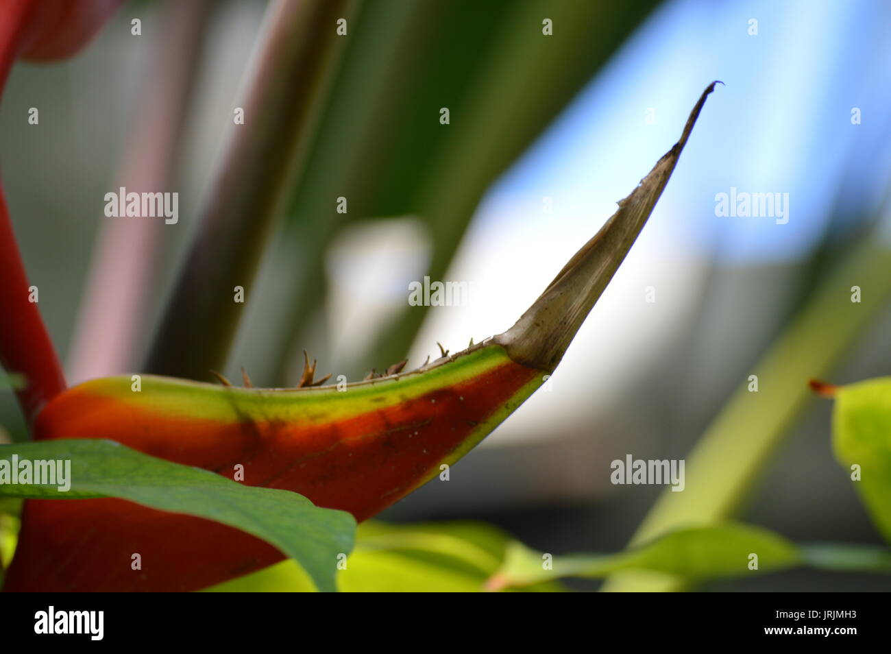 Macaw flower hi-res stock photography and images - Alamy