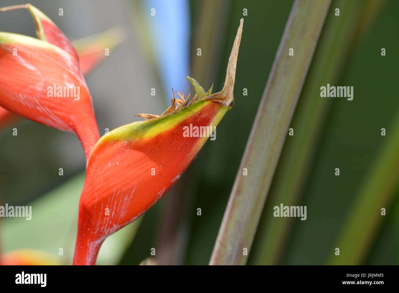 Macaw flower hi-res stock photography and images - Alamy