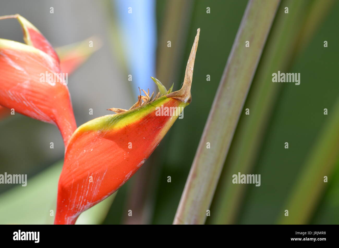 Macaw flower hi-res stock photography and images - Alamy