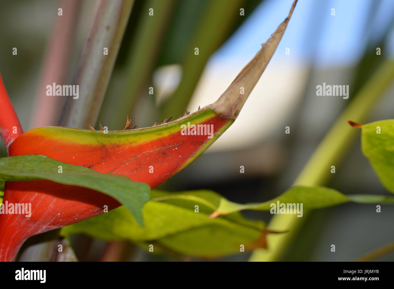 Growing tip of plant hi-res stock photography and images - Alamy