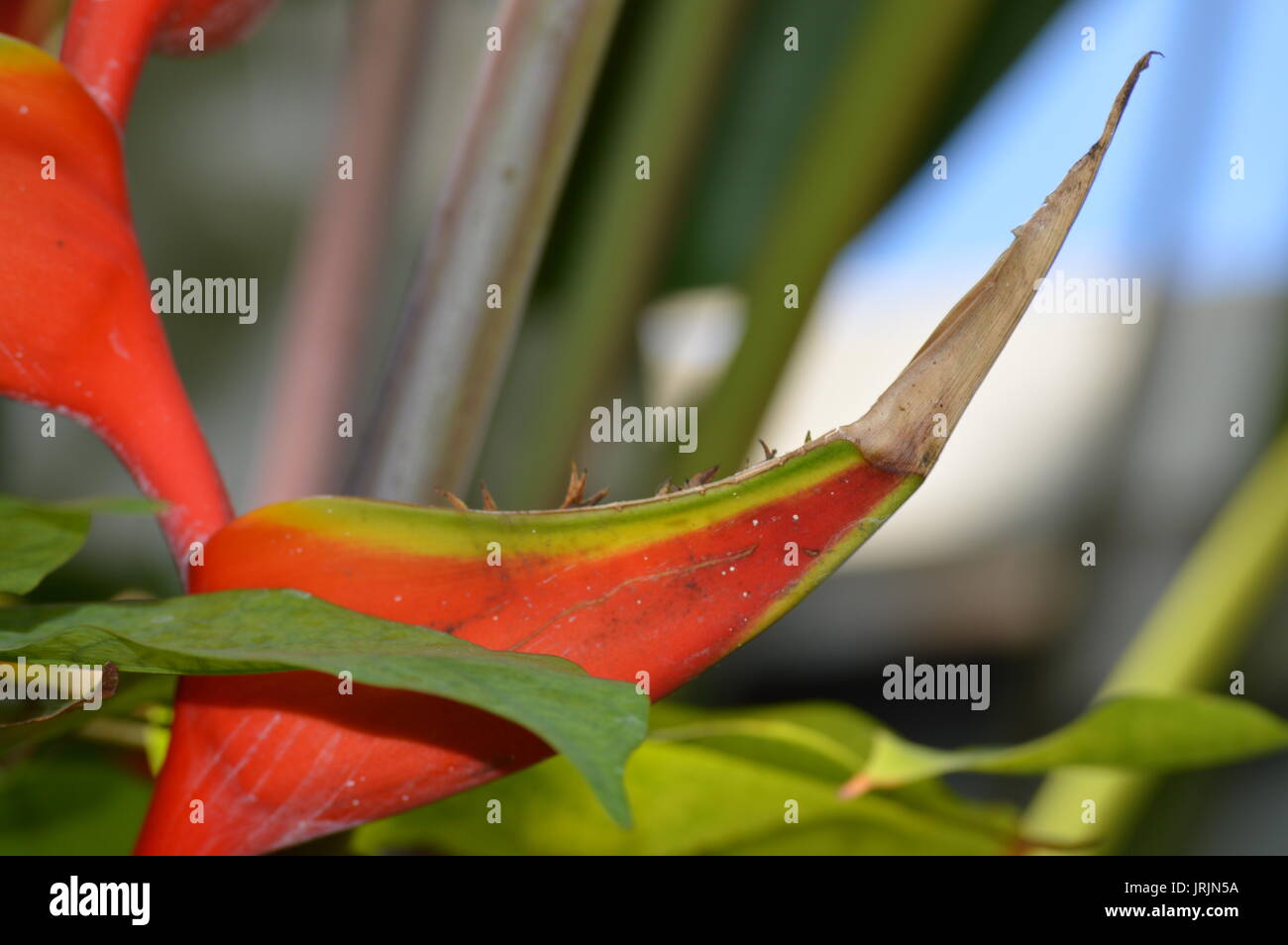 Macaw flower hi-res stock photography and images - Alamy