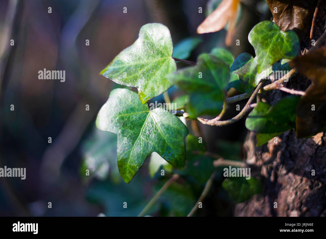 Ivy leave growing hi-res stock photography and images - Alamy