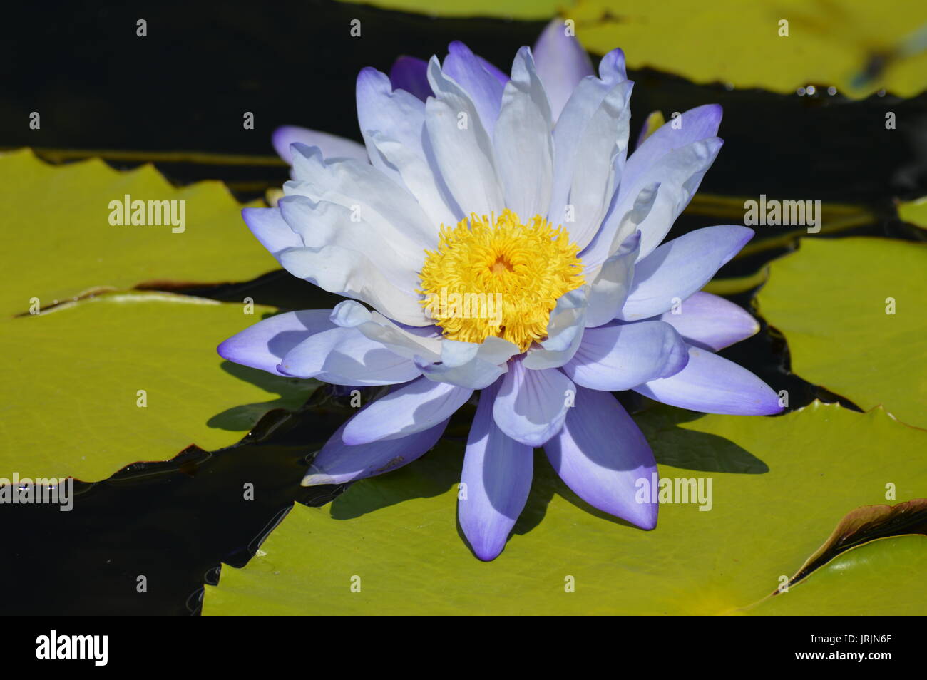 Green lily pad and white flower hi-res stock photography and images - Alamy