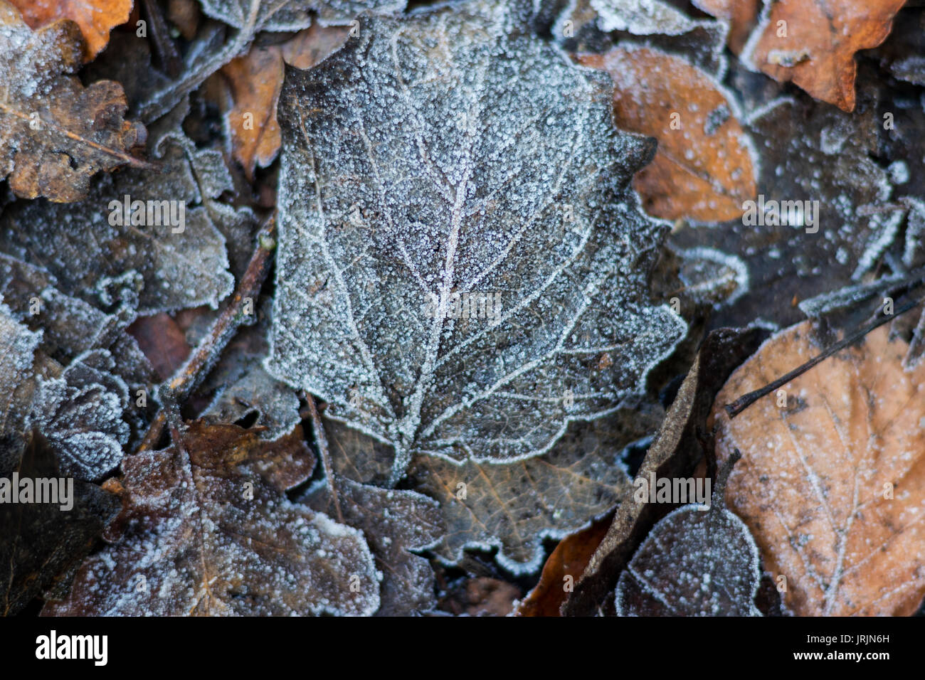 Frozen Leaves background, Autumn Stock Photo - Alamy