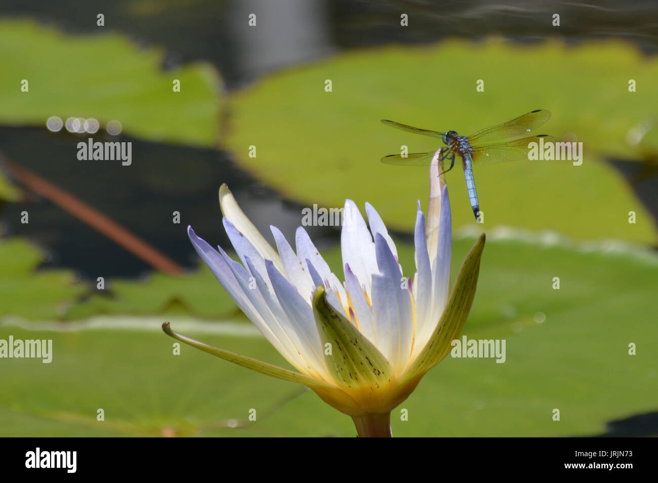 Dragonfly on the water lily Stock Photo - Alamy