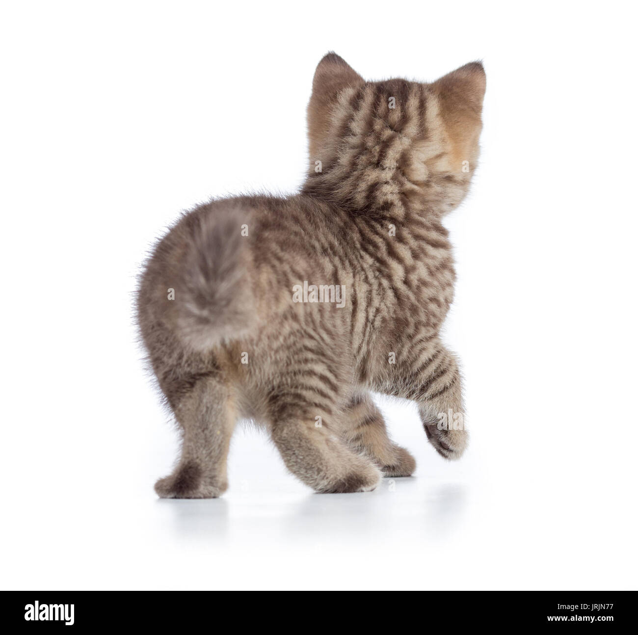 kitten or cat rear back view isolated Stock Photo - Alamy