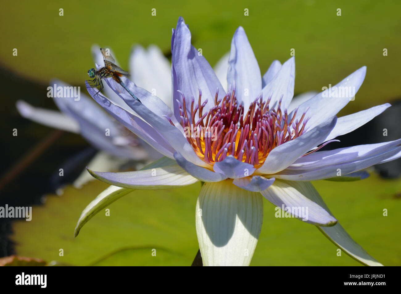 Dragonfly on the water lily Stock Photo - Alamy