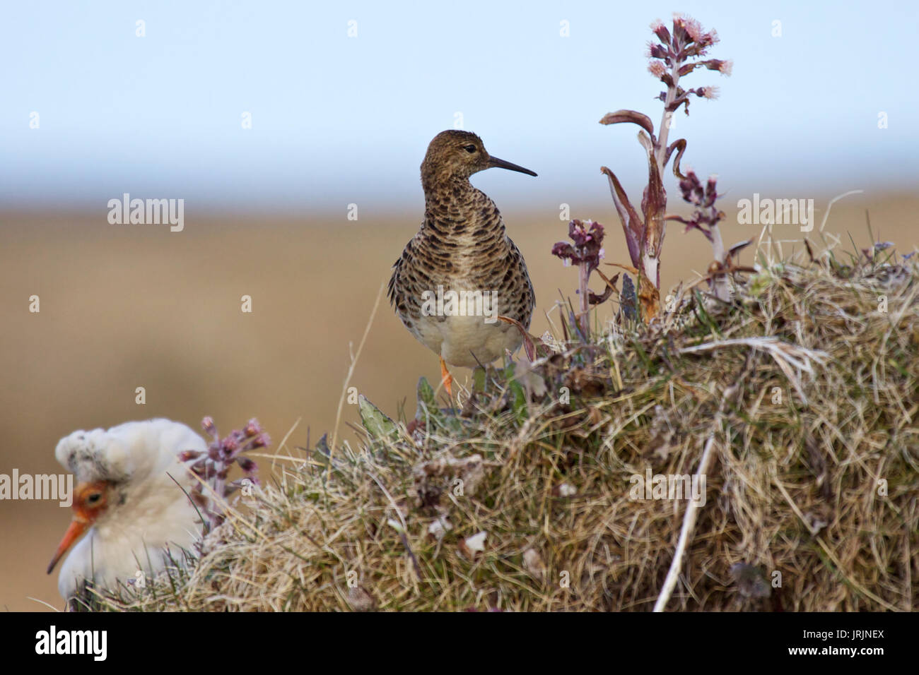 Male and female ruff bird hi-res stock photography and images - Alamy
