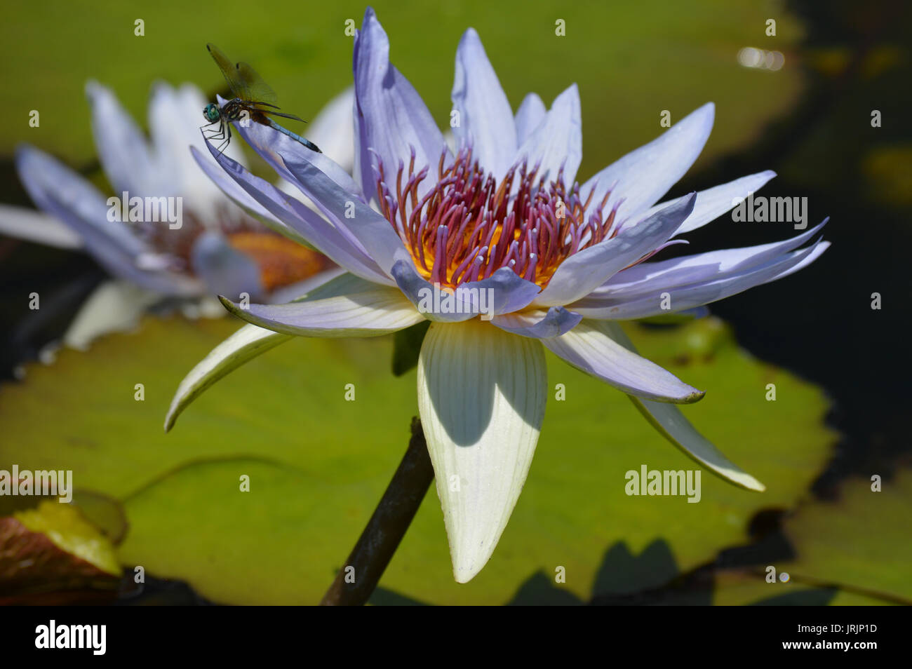 Dragonfly on the water lily Stock Photo - Alamy