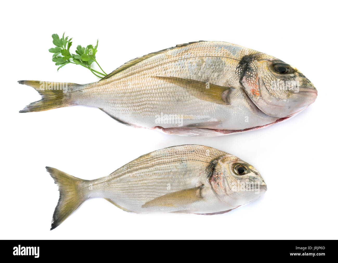 Gilt-head bream in front of white background Stock Photo - Alamy