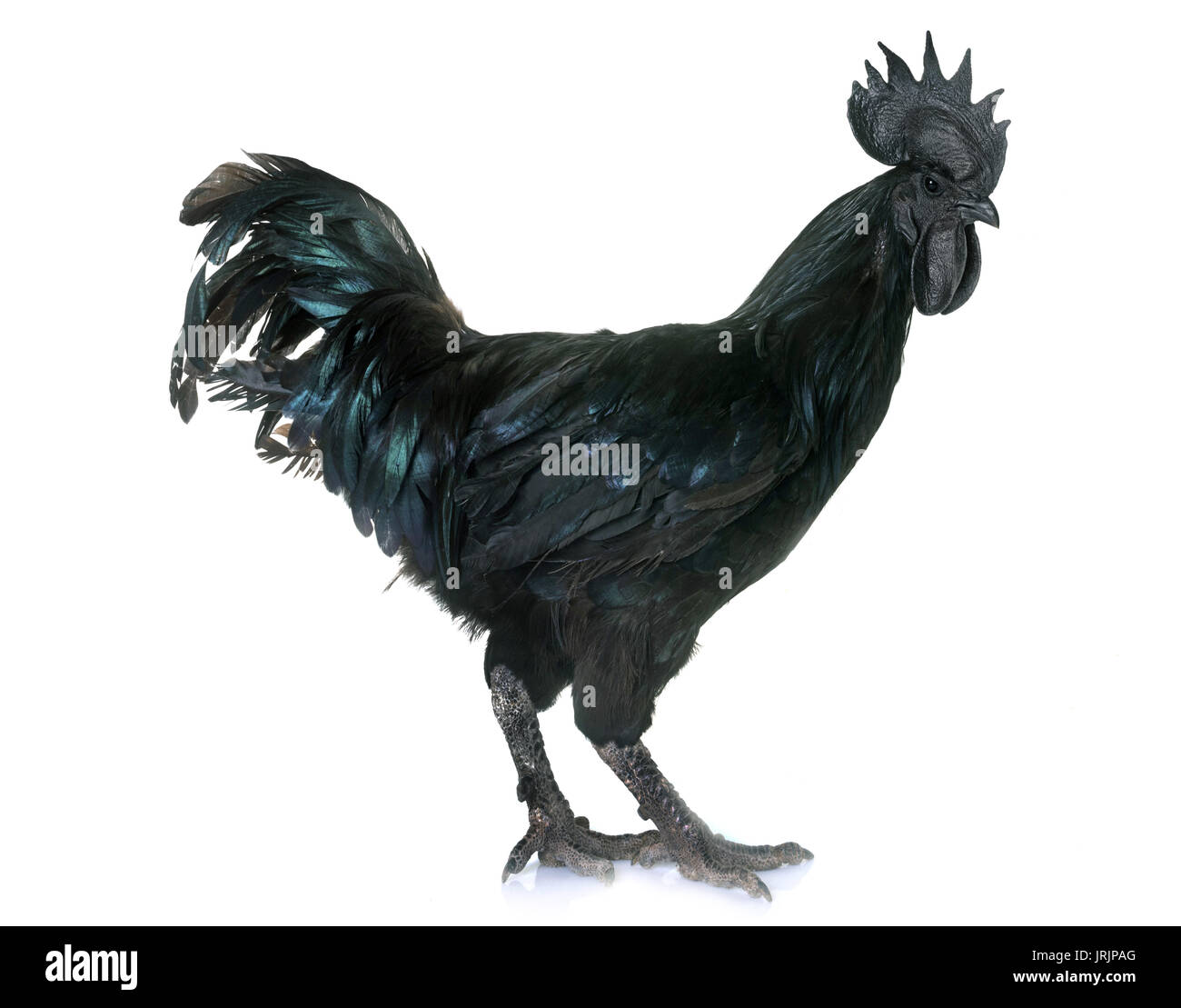 rooster ayam cemani in front of white background Stock Photo - Alamy