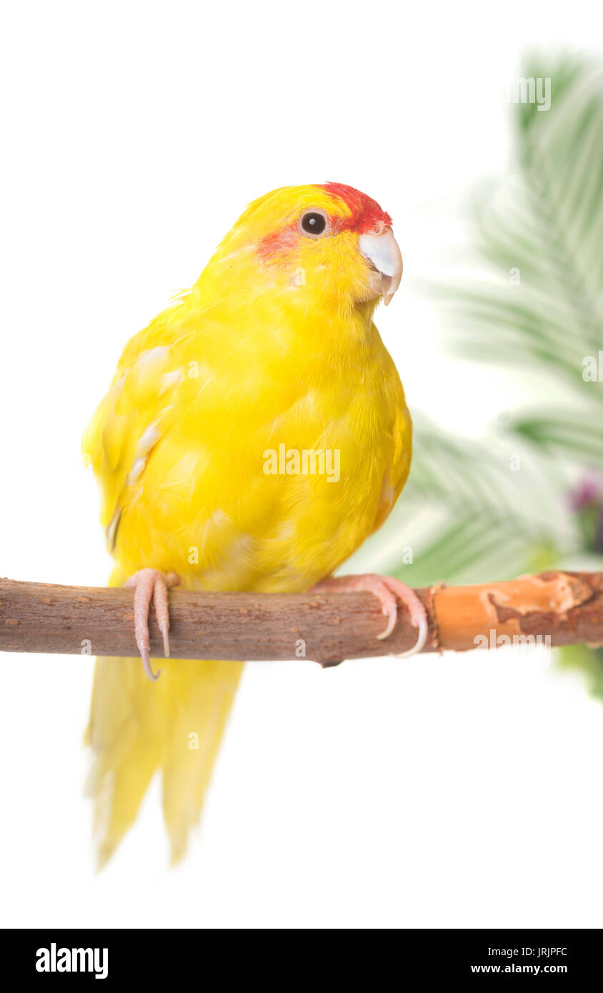 Red-crowned parakeet in front of white background Stock Photo - Alamy