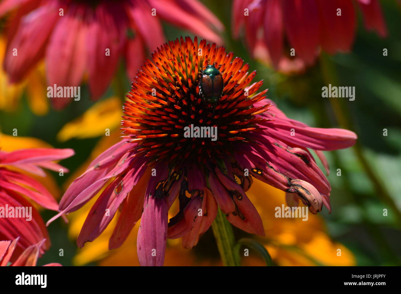 Coneflower close up hi-res stock photography and images - Alamy