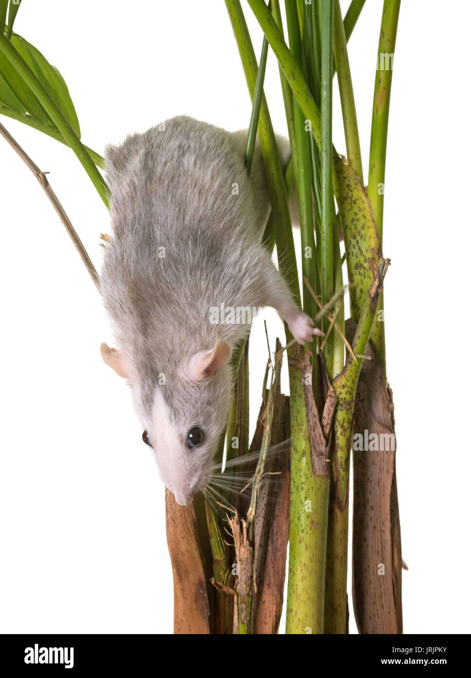 gray rat in plant in front of white background Stock Photo - Alamy
