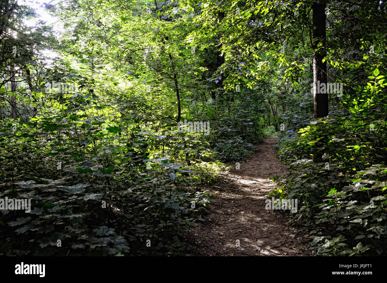 Forest path with sun rays hi-res stock photography and images - Alamy