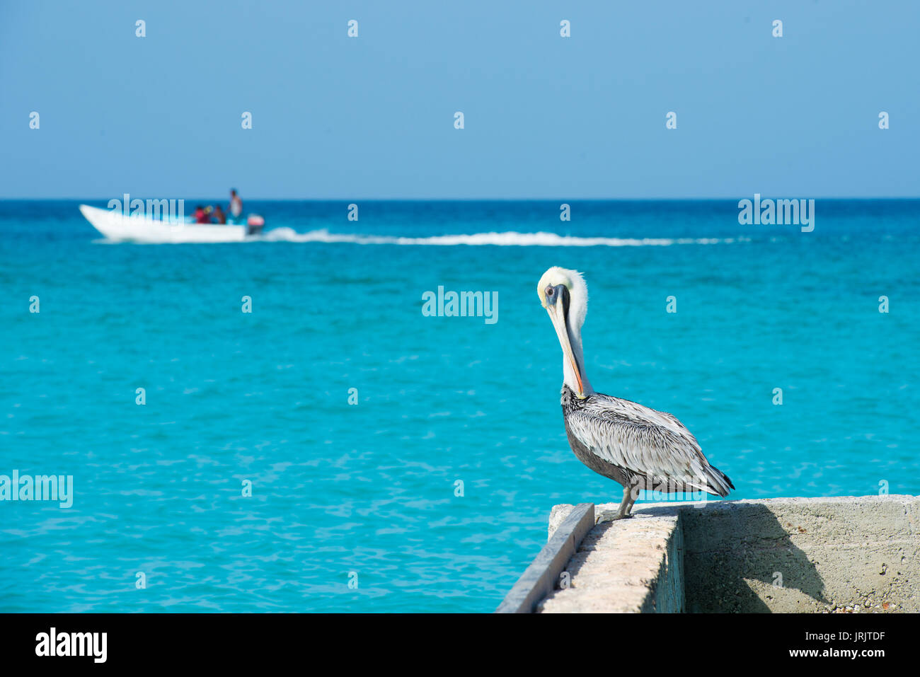 Pelican stands on a pier with a beautiful exotic blue sea. A tropical ...