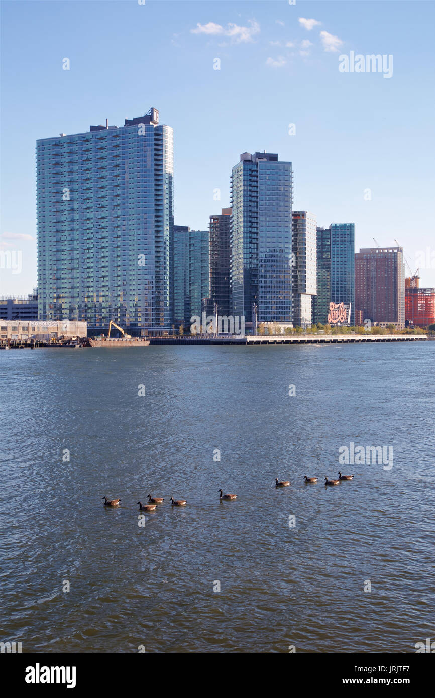 Ducks swim in the East River past Long Island City towers in New York ...