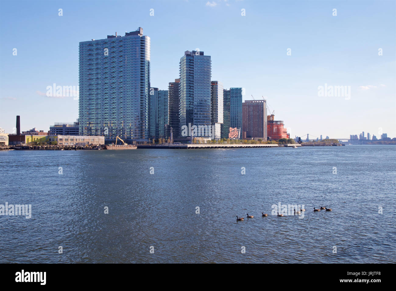 Ducks swim in the East River past Long Island City towers in New York ...