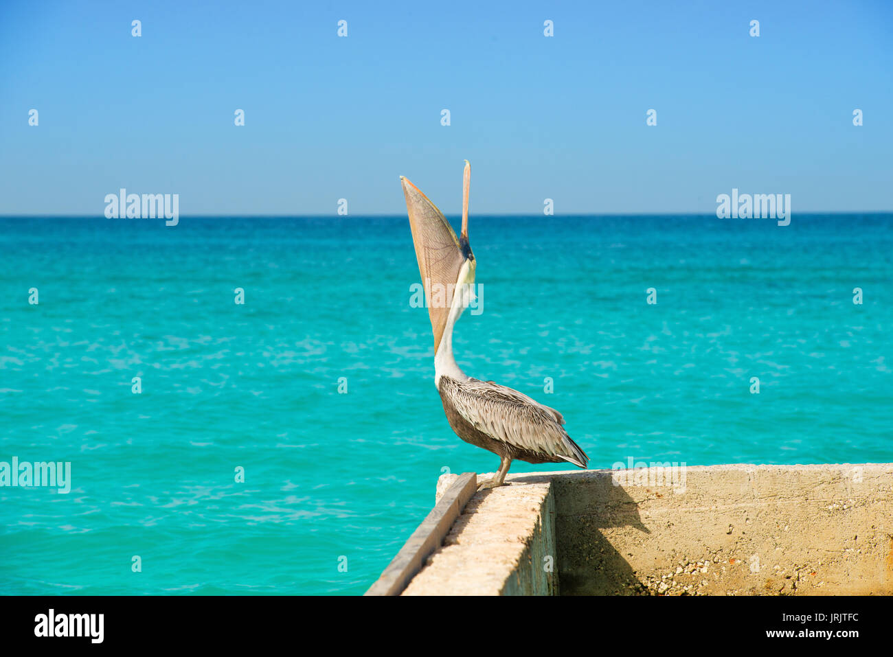 Pelican stands on a pier with a beautiful exotic blue sea. A tropical ...