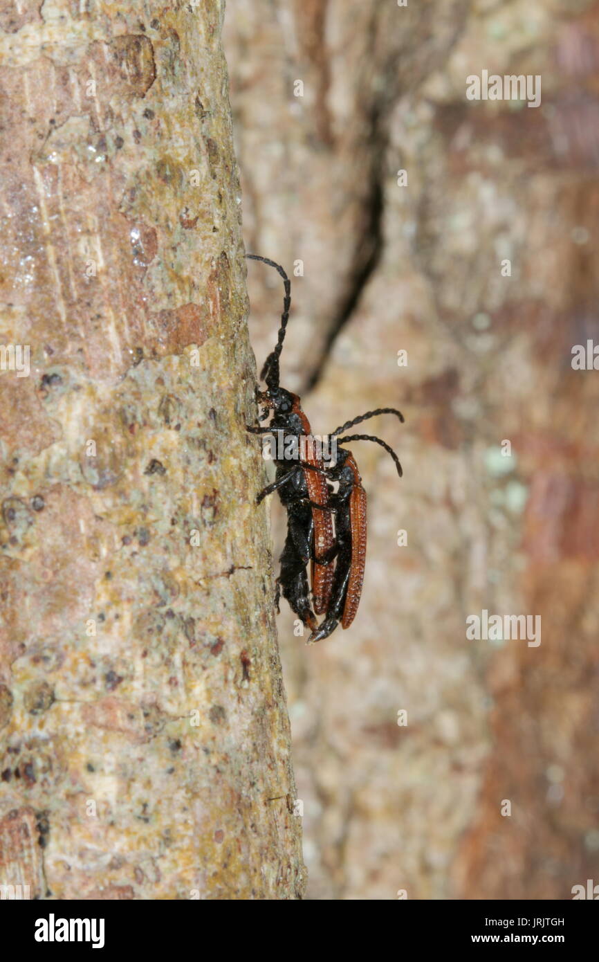 Cosnard's Net-winged Beetle (Erotides cosnardi) pair mating, the Wye ...