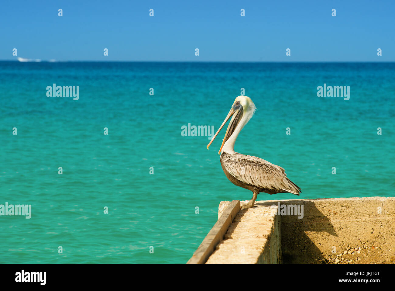 Pelican stands on a pier with a beautiful exotic blue sea. A tropical ...