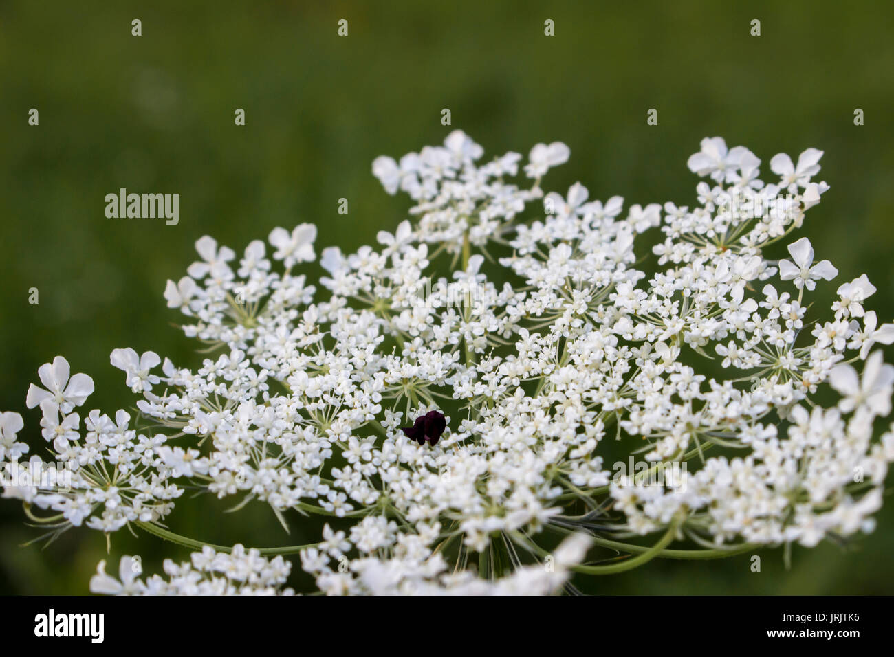 Medicinal plant caraway hi-res stock photography and images - Alamy