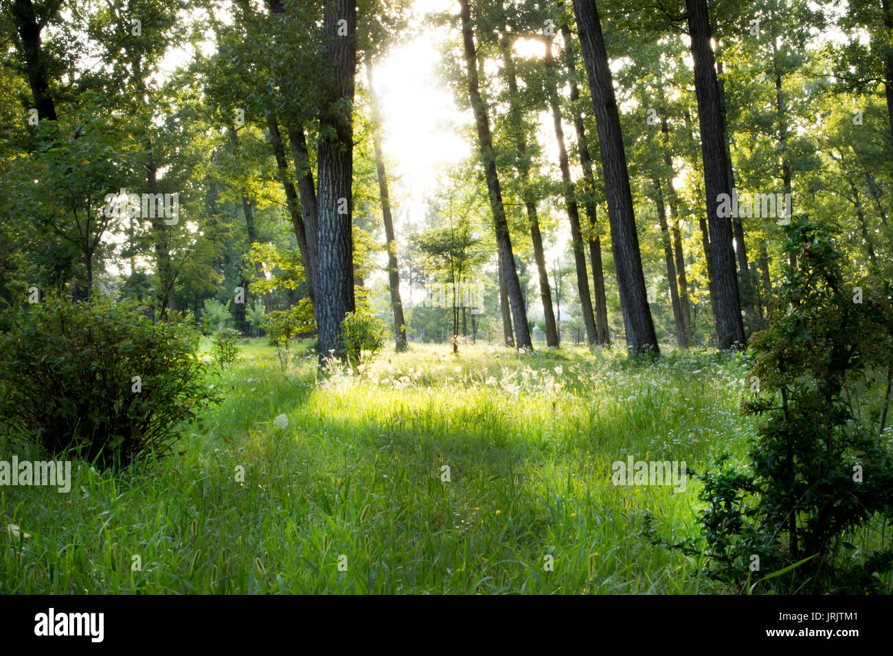 Bright sun highlights hi-res stock photography and images - Alamy