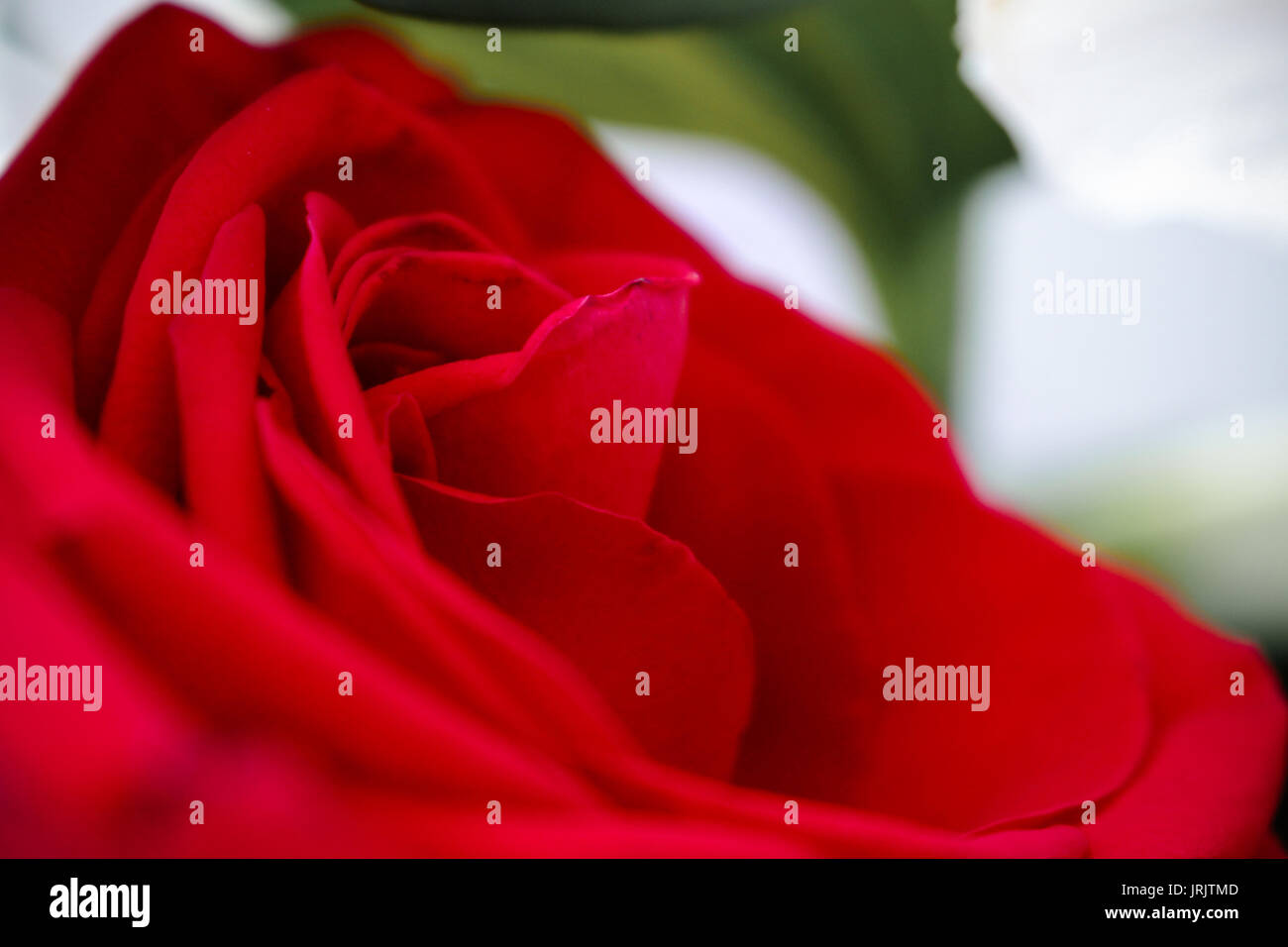 Beautiful flower red rose in close up Stock Photo - Alamy
