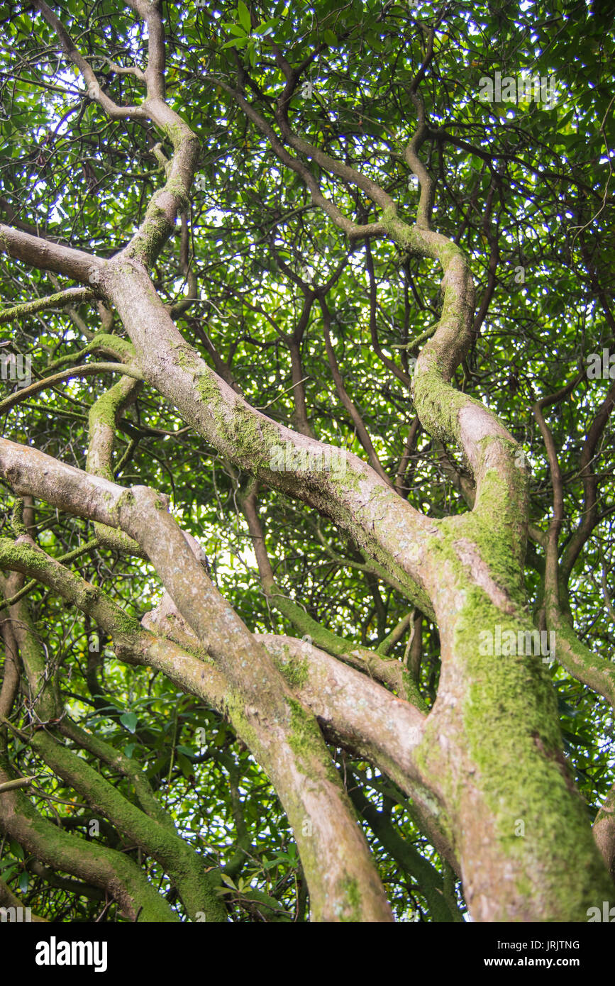Tree vector with branches hi-res stock photography and images - Alamy