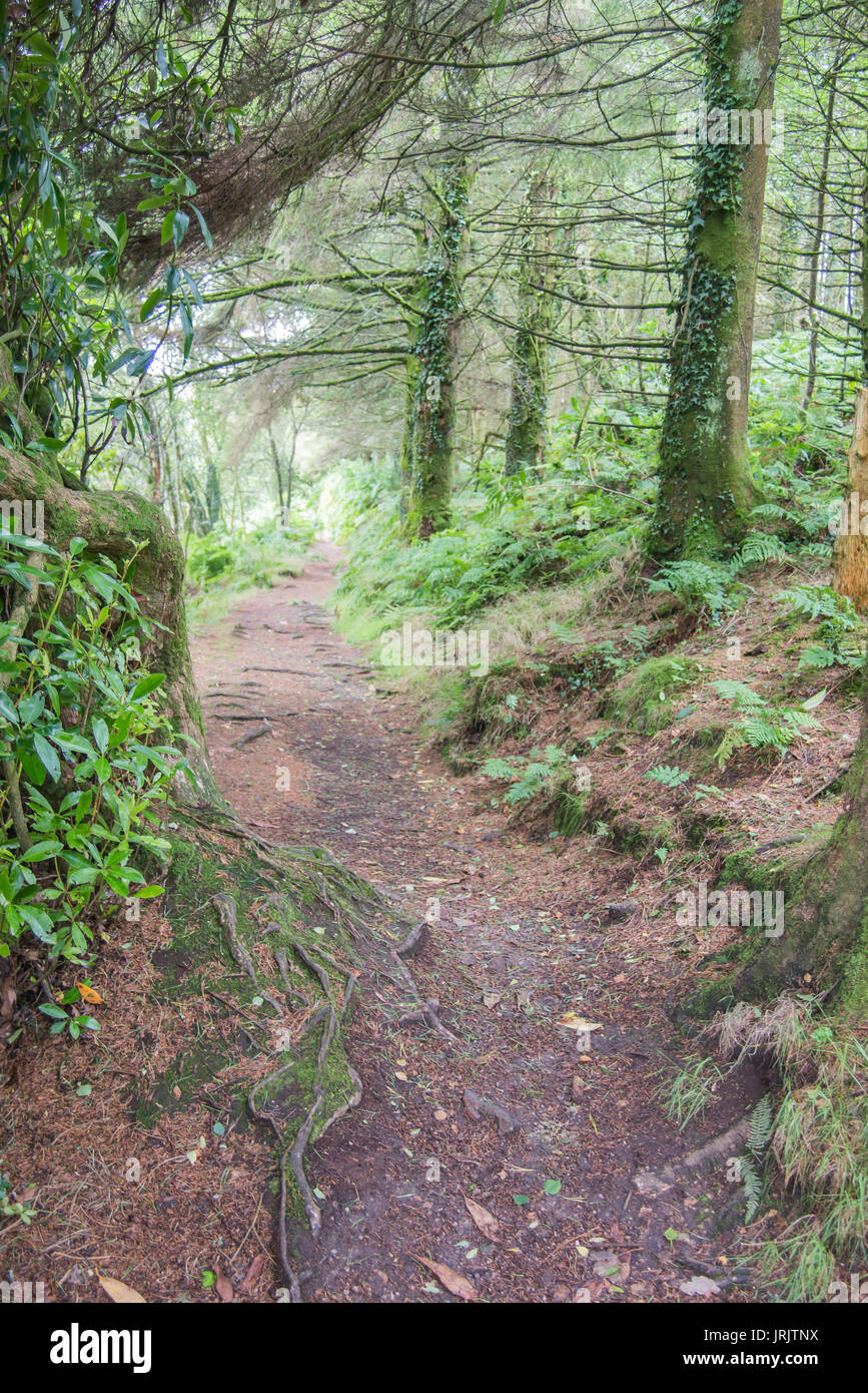 Walk through woods beautiful trail hi-res stock photography and images ...