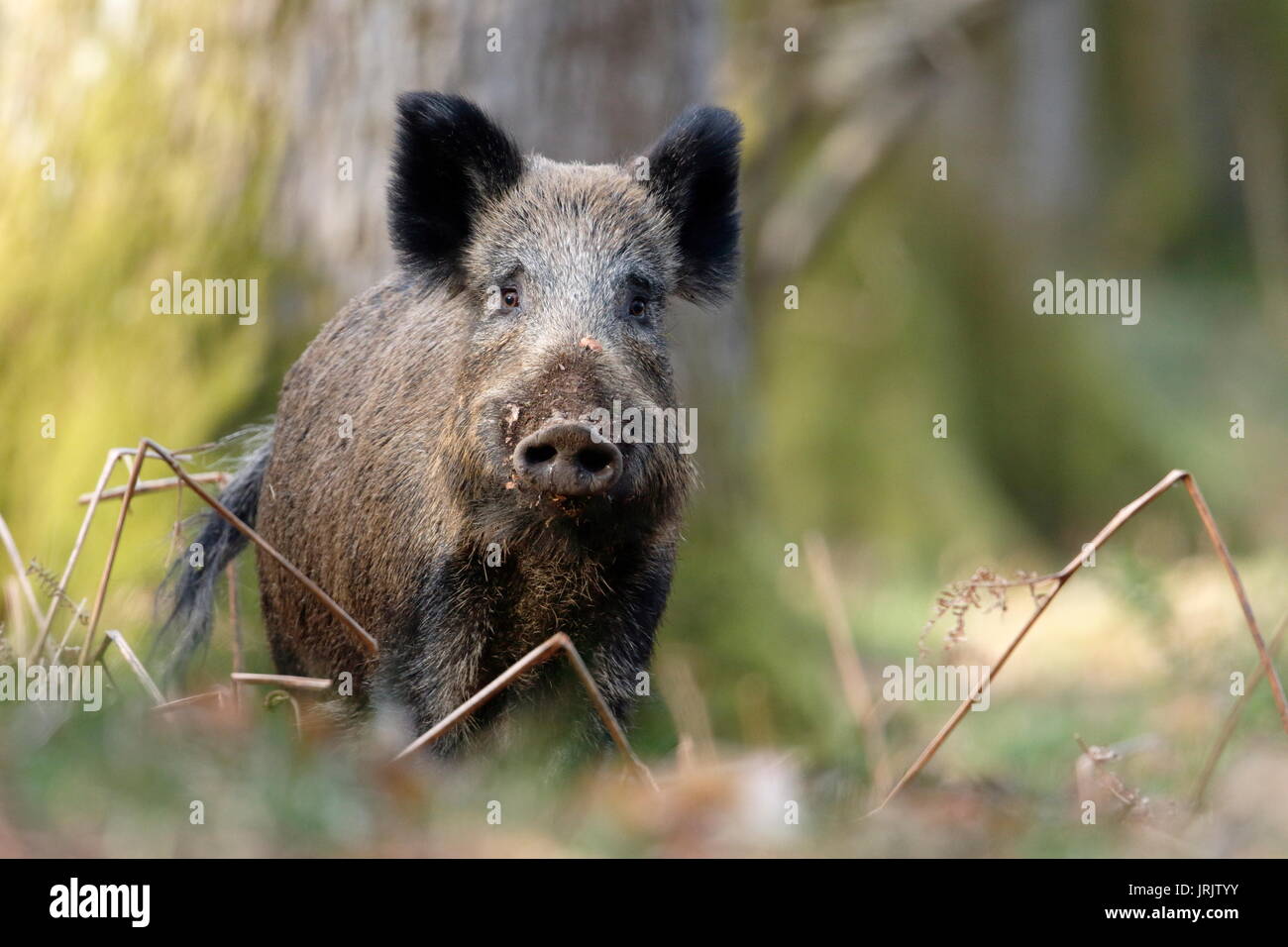 Wild Boar (Sus scrofa), Forest of Dean, Gloucestershire UK Stock Photo ...