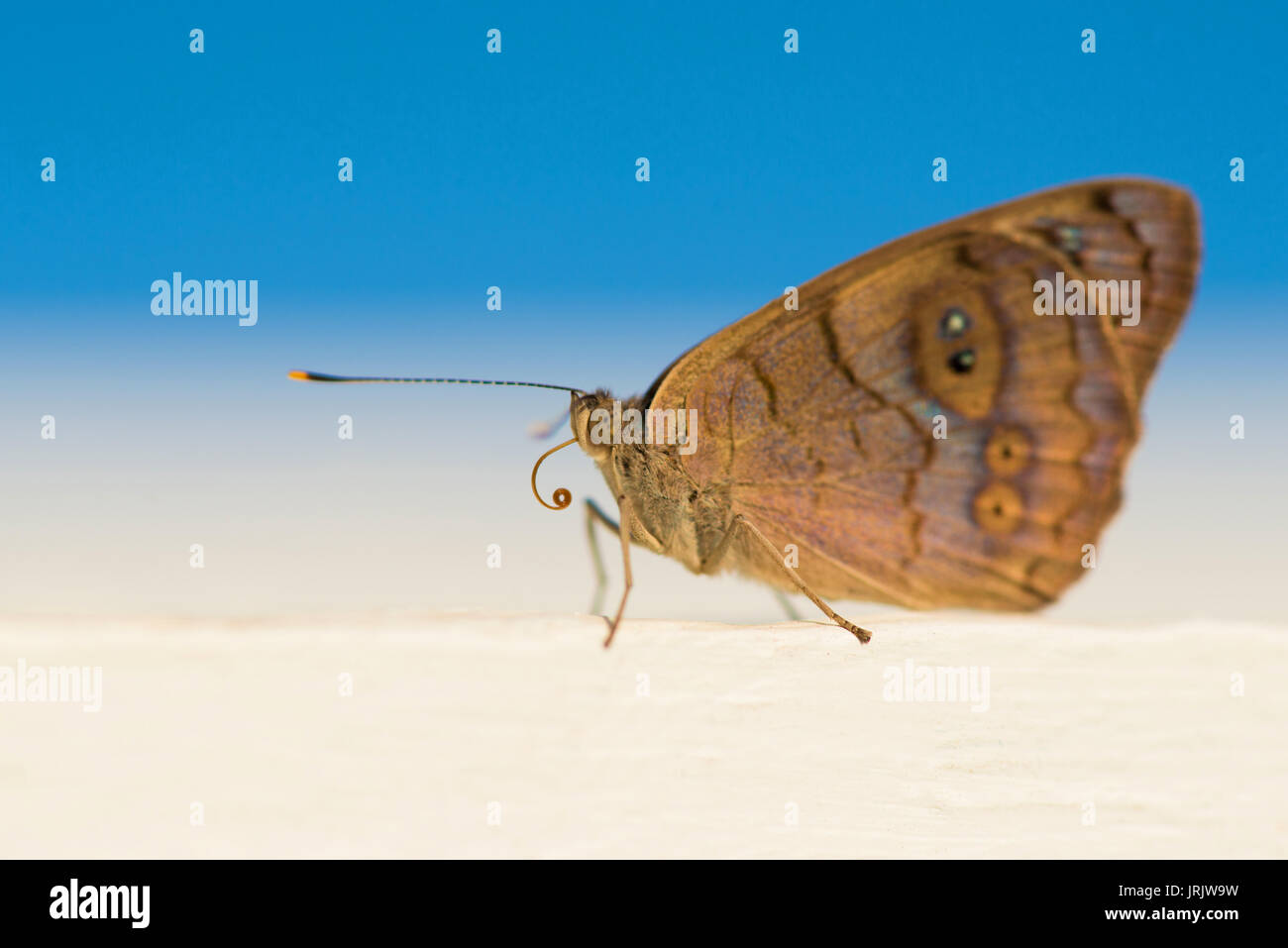 Beautiful butterfly that sits. Photo taken at the beach in the ...