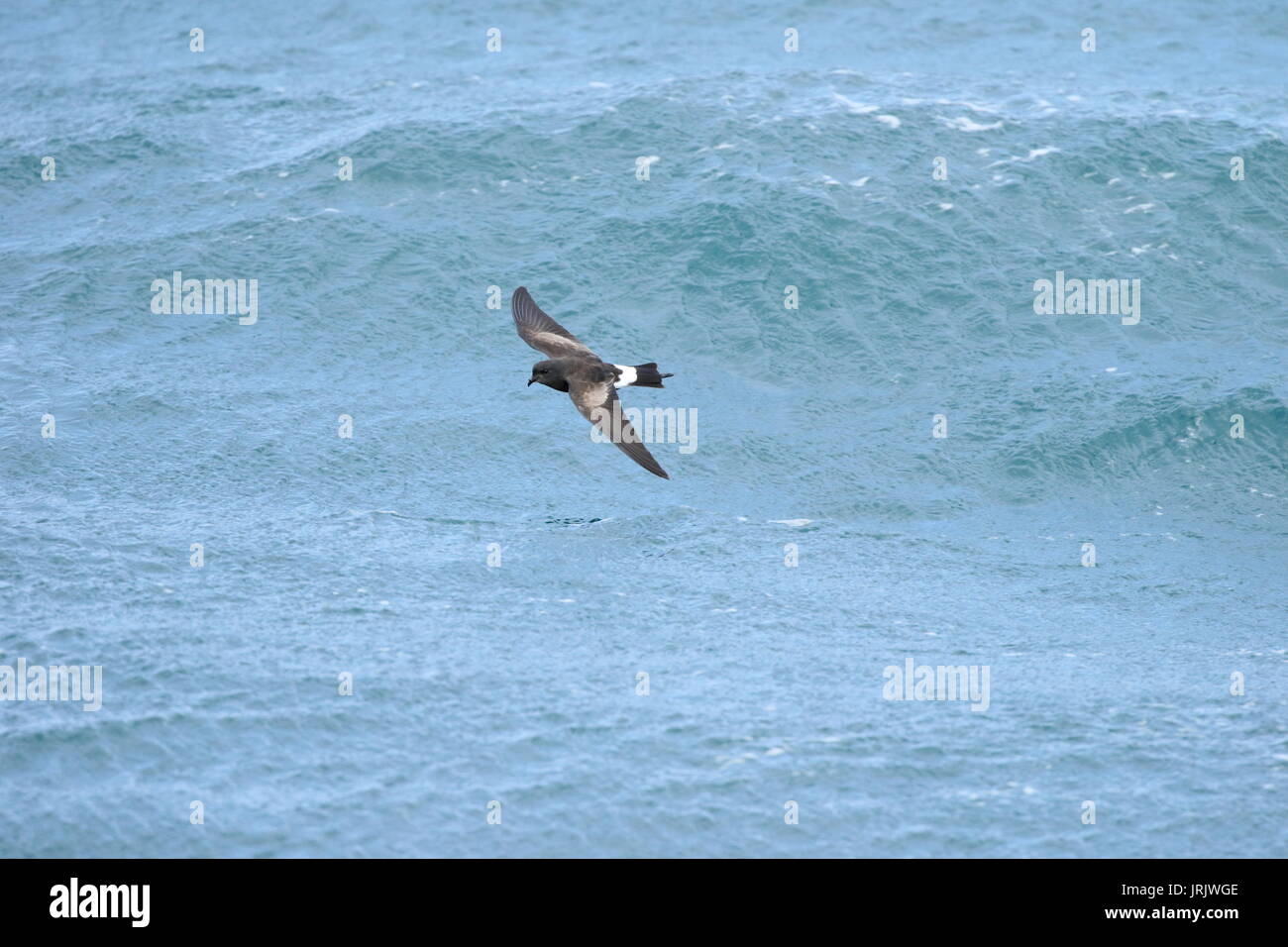 Wilson's storm petrel scilly hi-res stock photography and images - Alamy