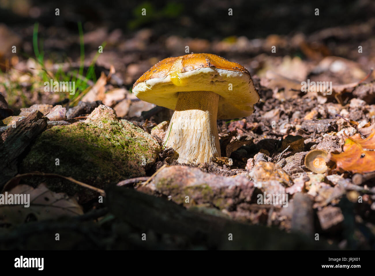 Boletus edulis. Excellent edible fungus in the undergrowth of a ...