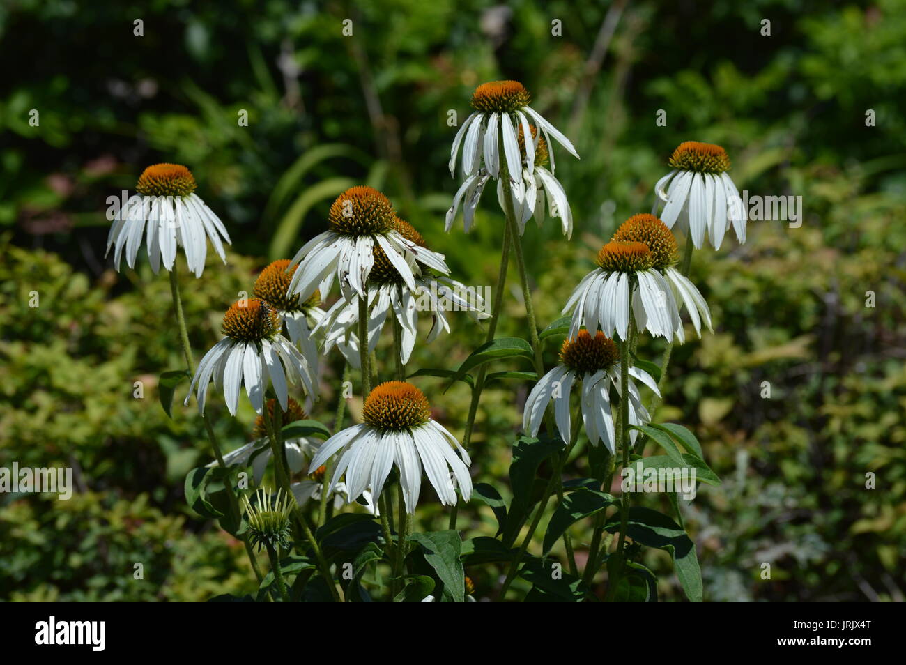 Bunch of coneflowers hi-res stock photography and images - Alamy
