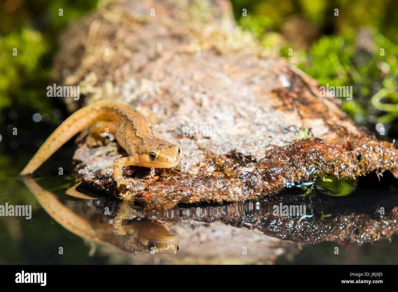 Smooth newt in a natural environment with water and reflections Stock ...
