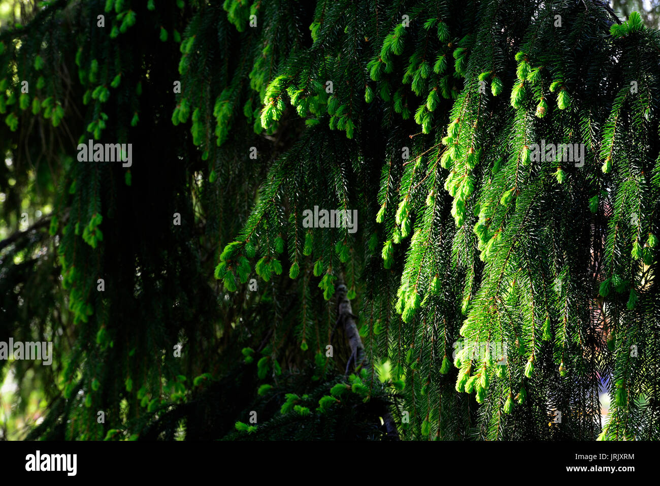 natural background, branches of fir trees illuminated by the sun Stock ...