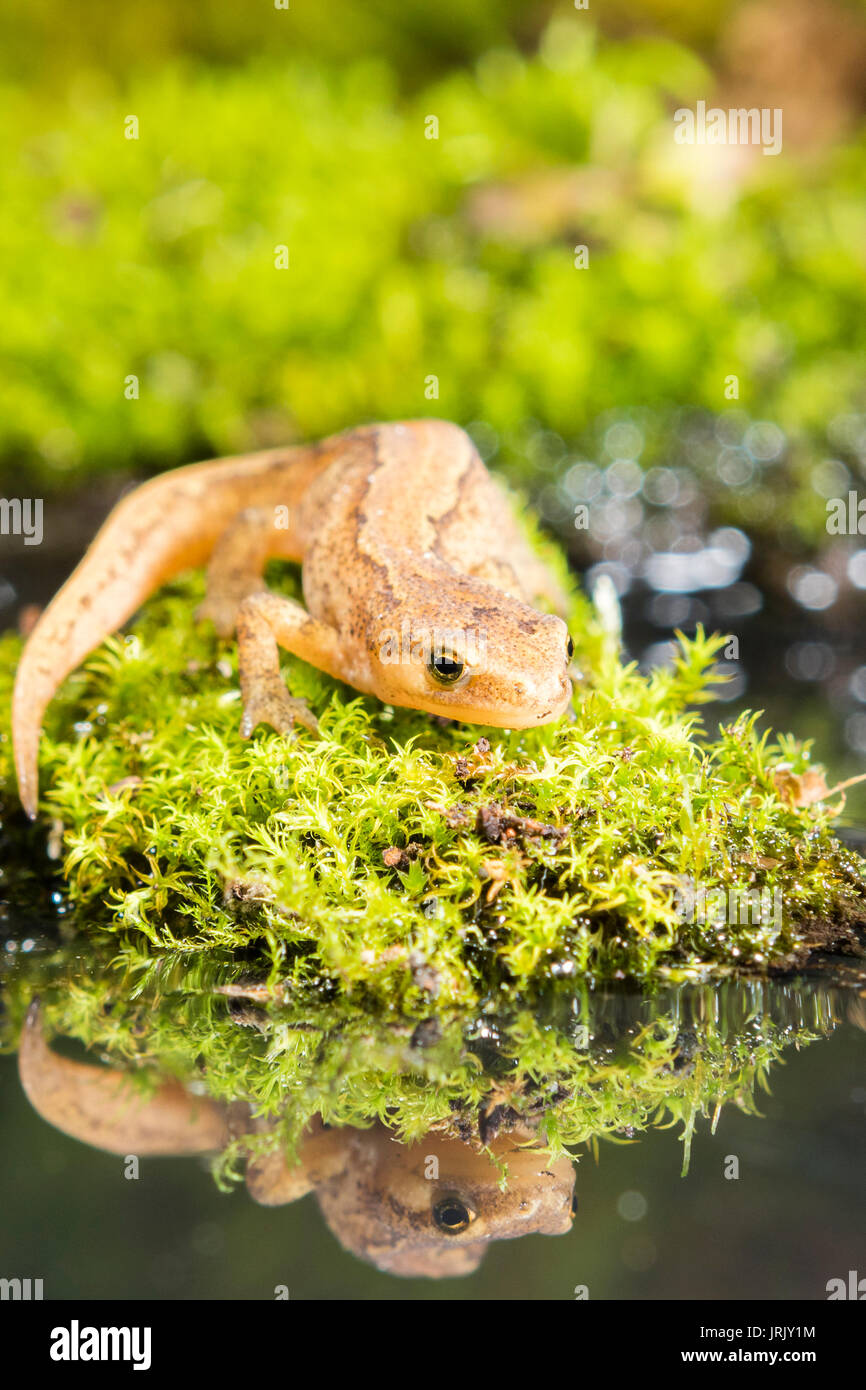 Smooth newt in a natural environment with water and reflections Stock ...