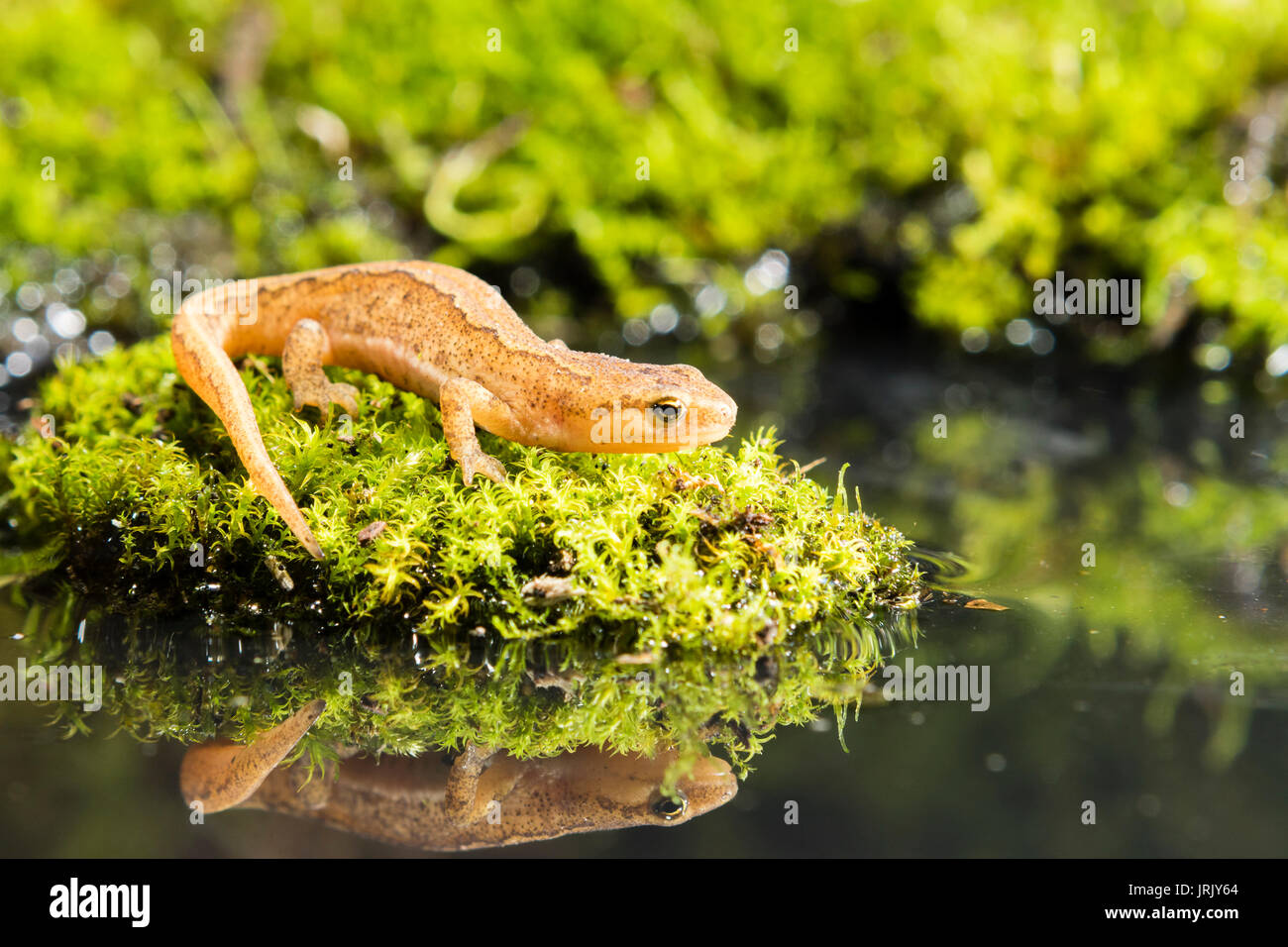 Smooth newt in a natural environment with water and reflections Stock ...