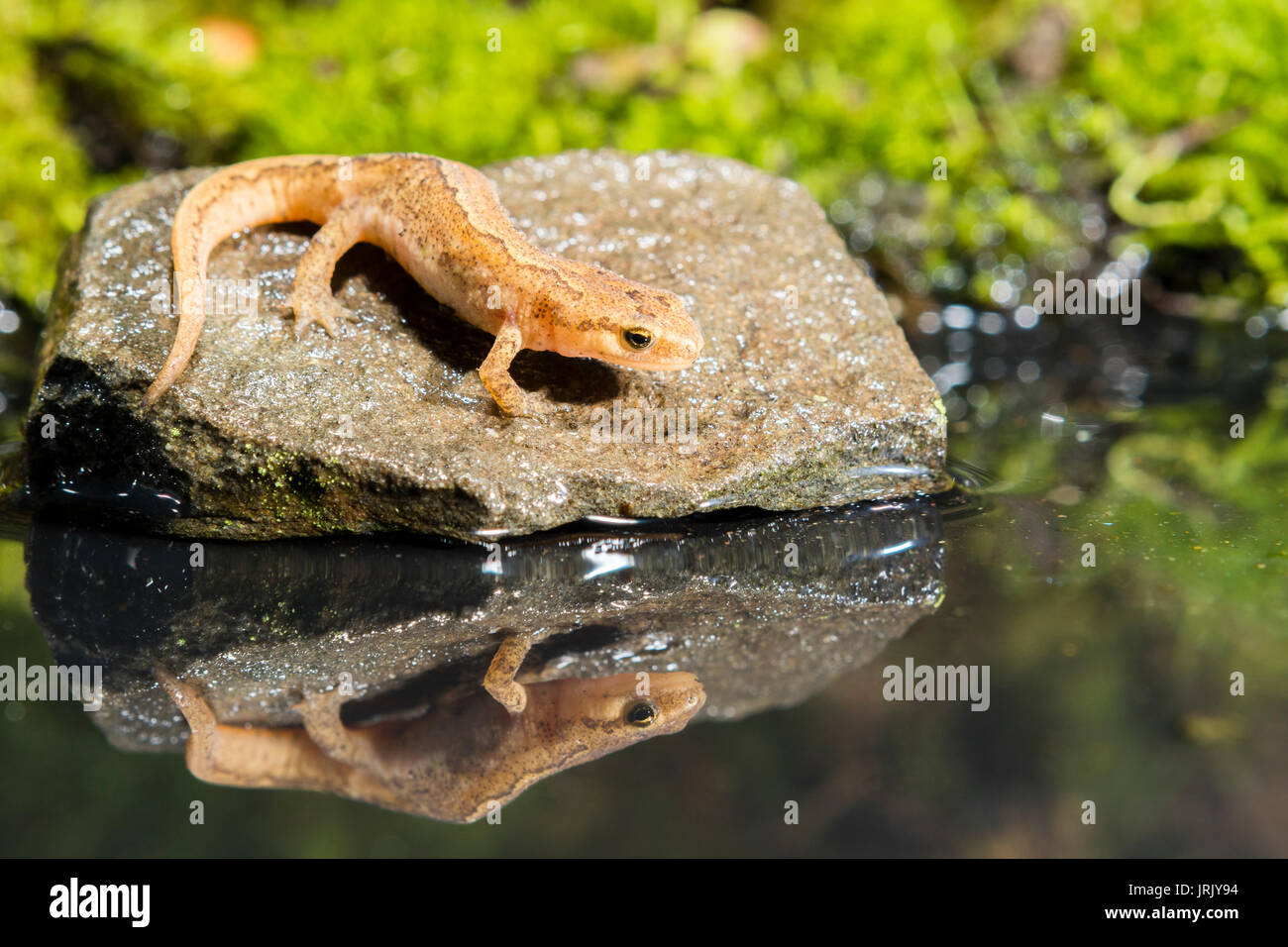 Smooth newt hi-res stock photography and images - Alamy
