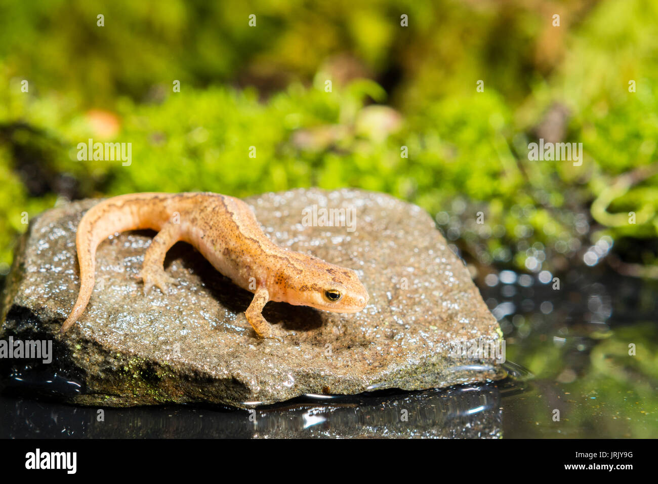 Smooth newt in a natural environment with water and reflections Stock ...
